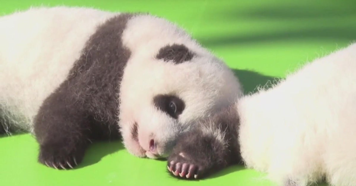 Let's all enjoy a moment to celebrate National Panda Day - CBS Minnesota