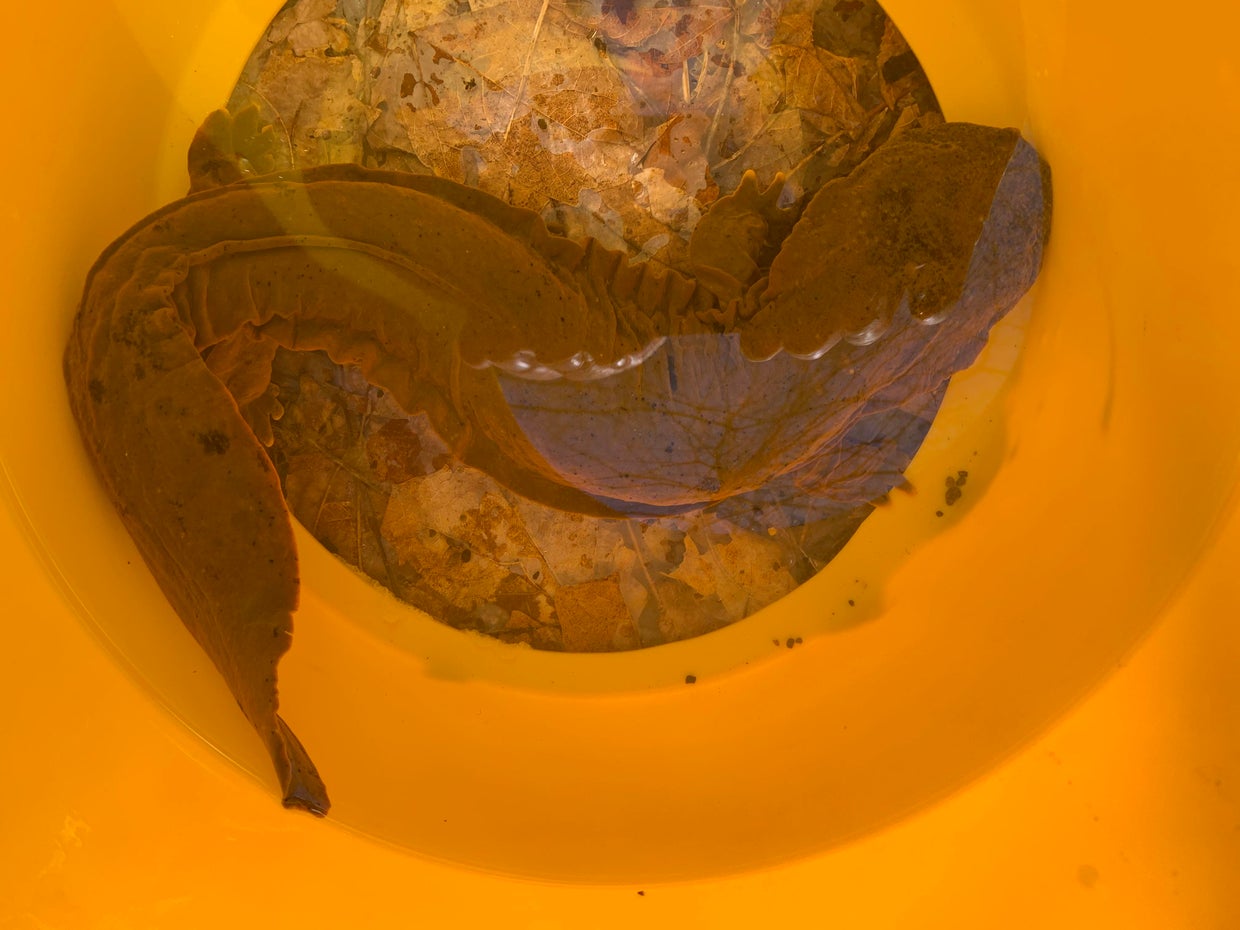 2 hellbenders found in Ohio creek considered 'positive discovery' after ...