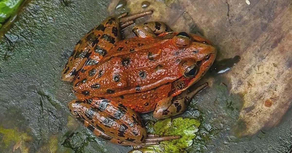 Plan to remove dam in Marin County's Tennessee Valley could be hampered ...