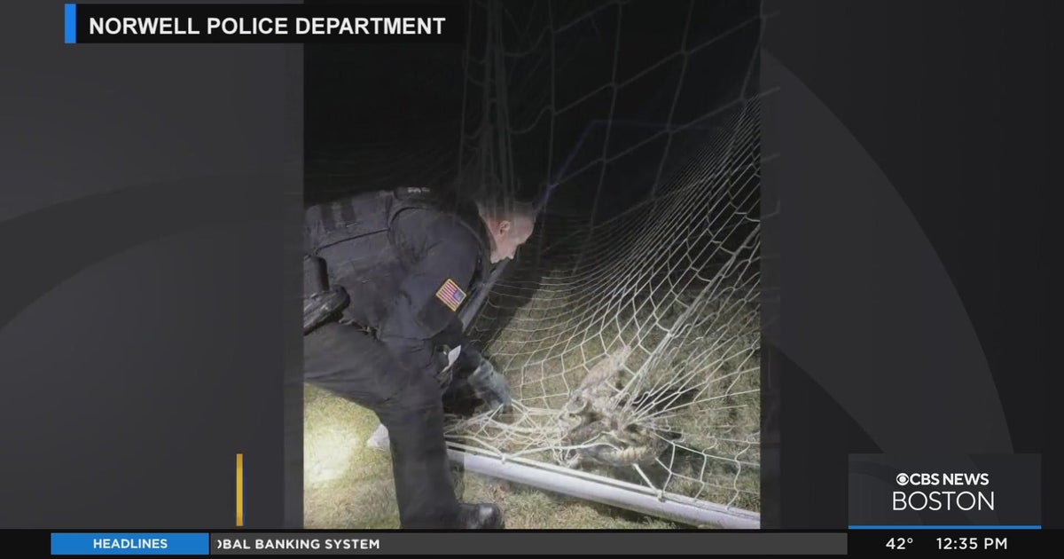 Norwell Police Officer saves owl from soccer net - CBS Boston