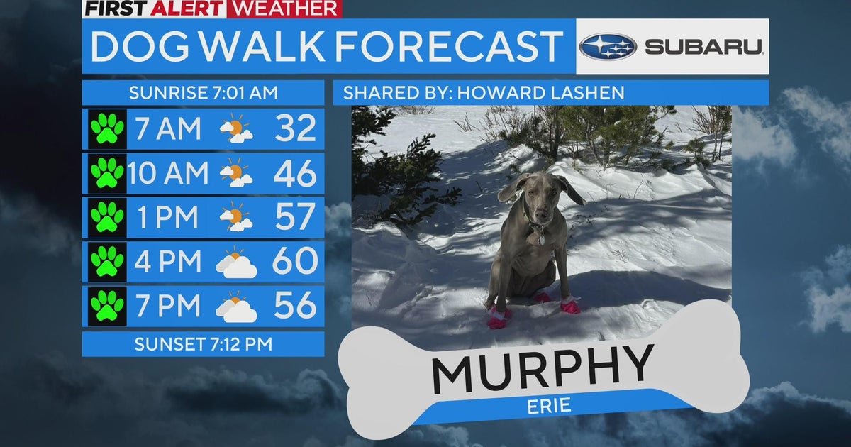 Murphy joins Dog Walk Forecast - CBS Colorado