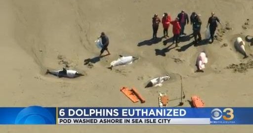 How scientists work to determine the cause of death for dolphins and ...