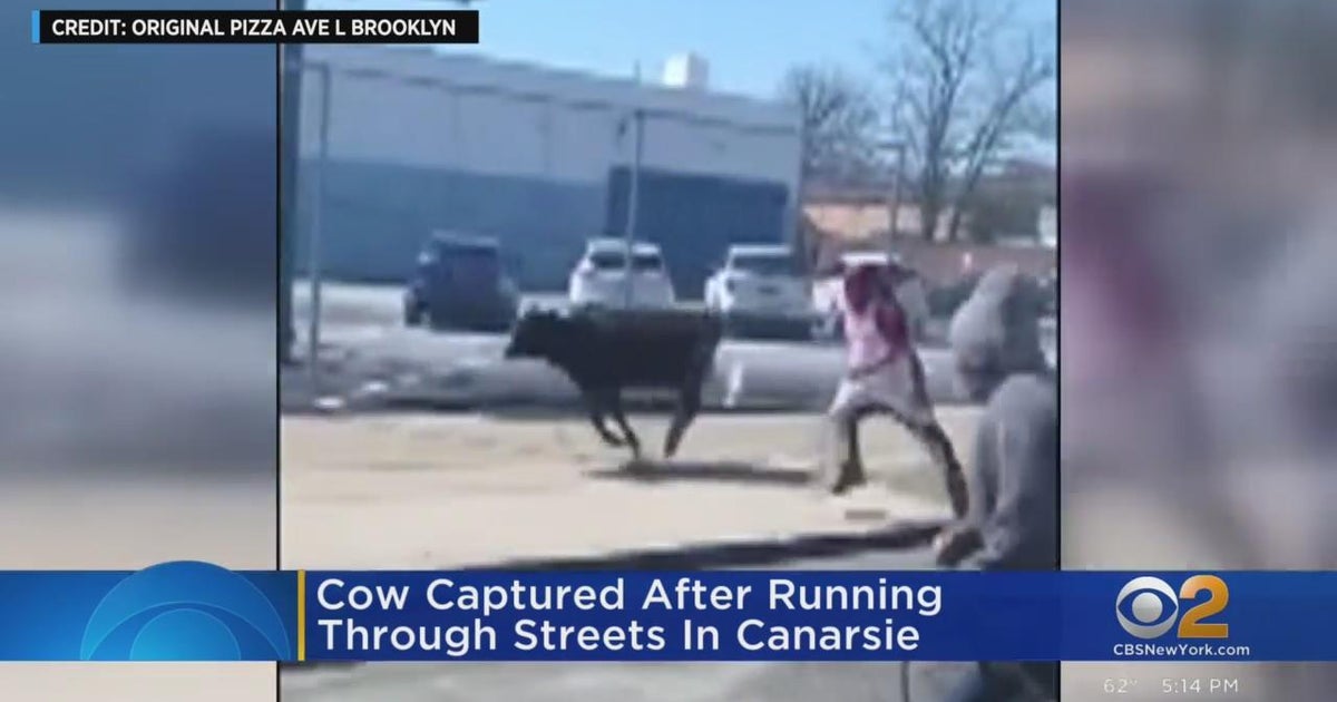 Cow captured after escaping Brooklyn slaughterhouse - CBS New York