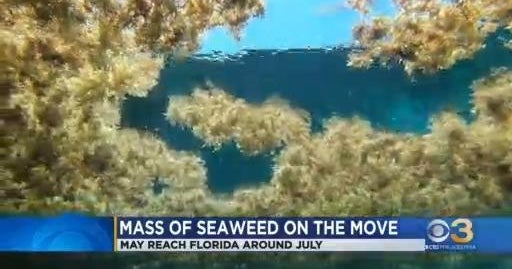 Mass of seaweed on the move - CBS Philadelphia