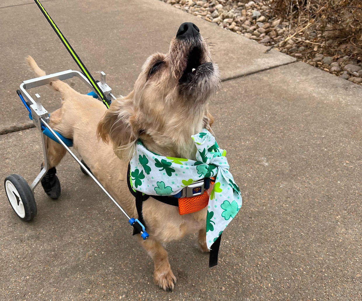 Colorado shelter dog "Joey Turbo" rolls into a new forever home - CBS ...