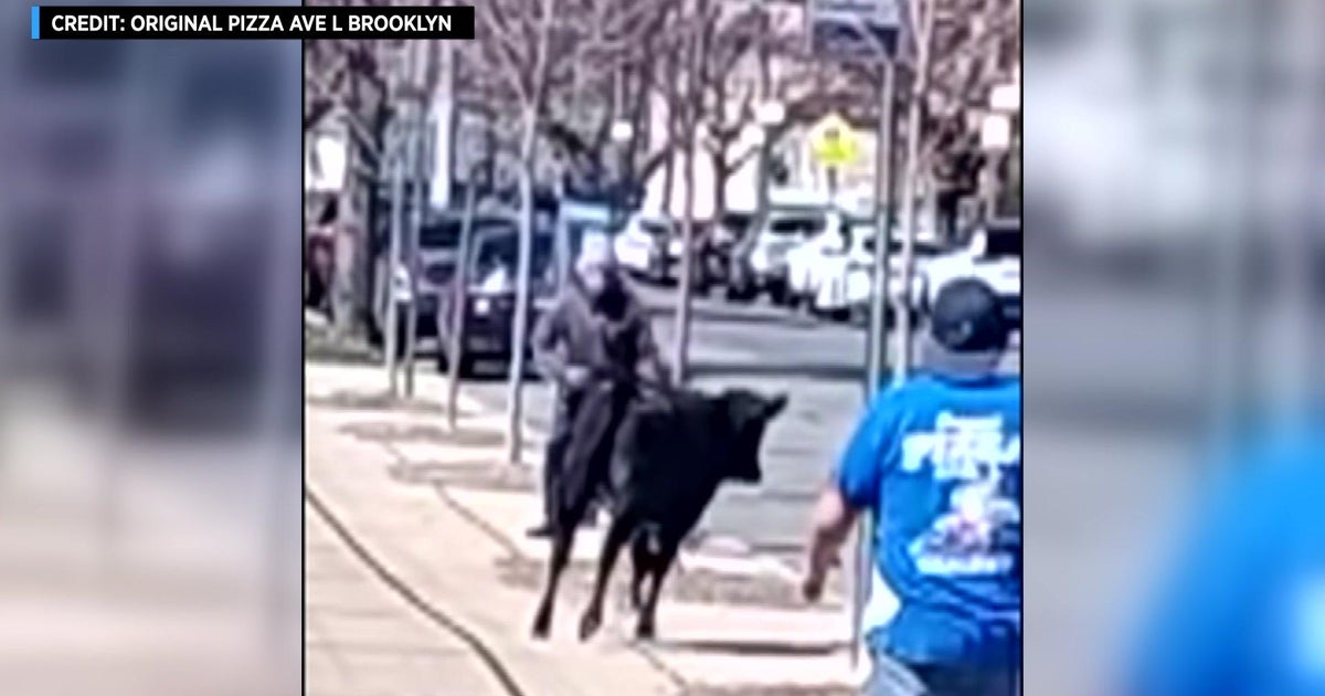 Cow seen running loose through Canarsie spared from slaughterhouse ...