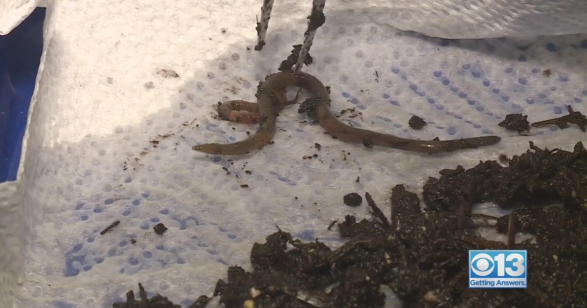 Invasive worm spotted in Sacramento - CBS Sacramento