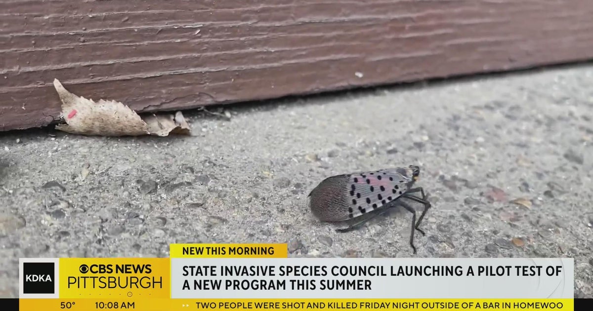 Invasive species council to launch pilot test - CBS Pittsburgh
