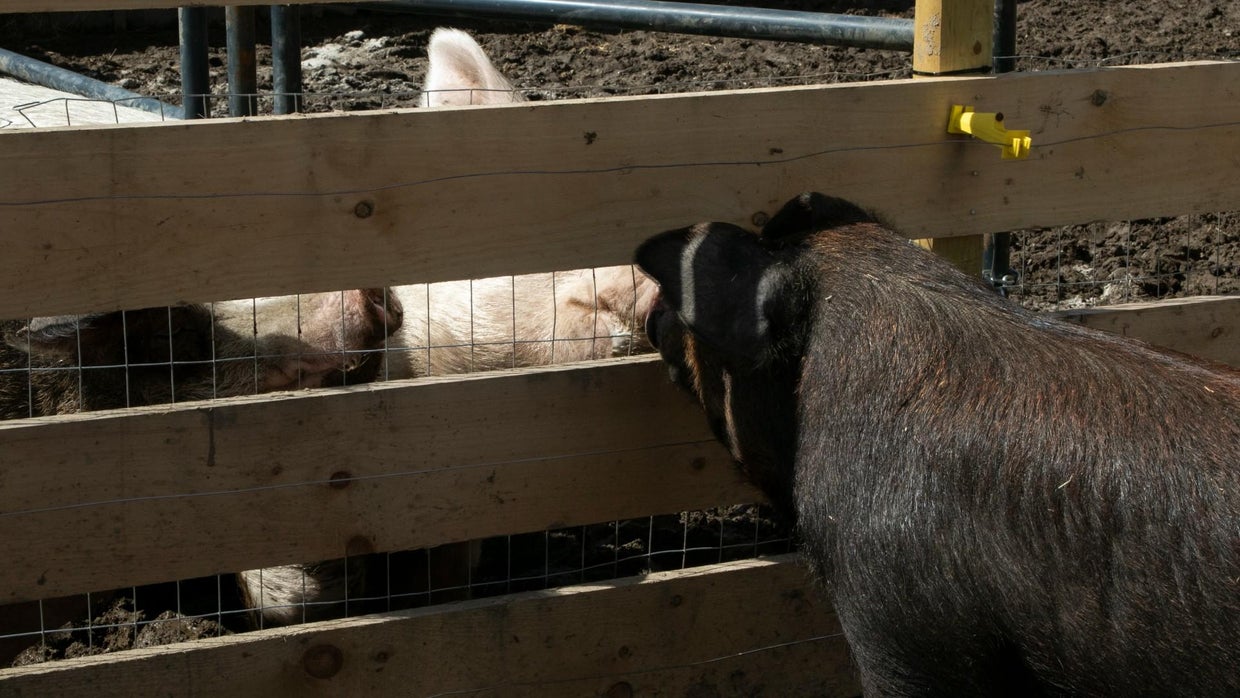 Abandoned pig Rosie adopted by New Hampshire family - CBS Boston