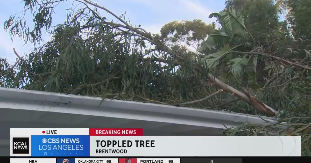 Toppled tree in Brentwood scares neighbors - CBS Los Angeles