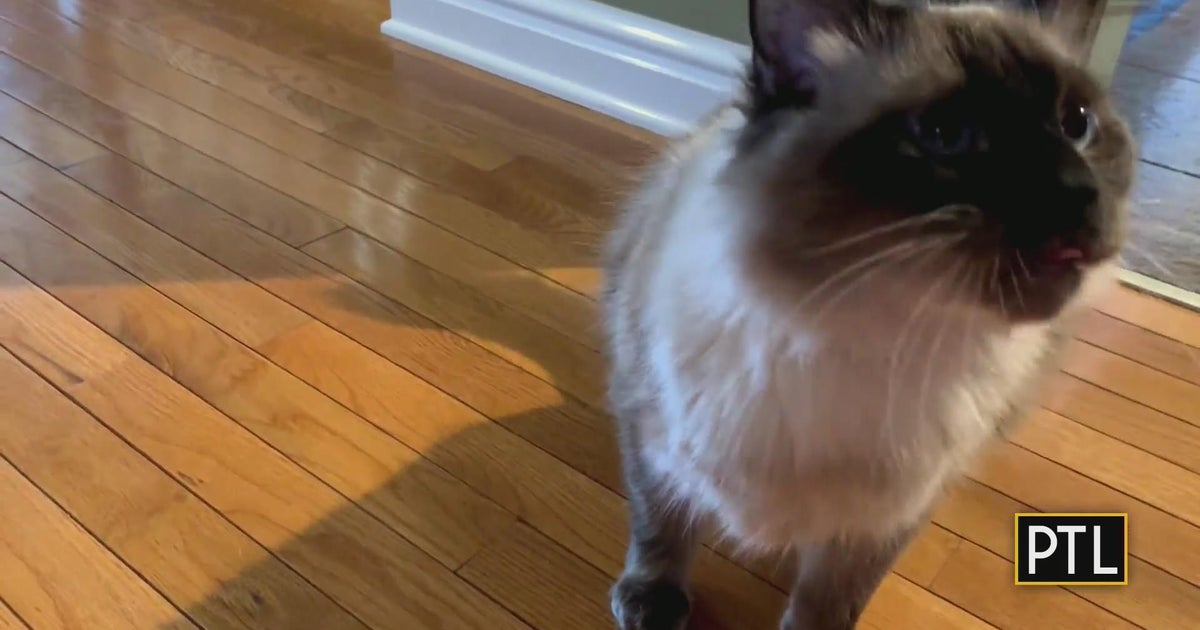 Marvin's Minute: Can Marvin learn tricks? - CBS Pittsburgh