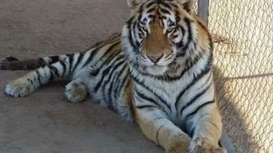 Tiger news - Today’s latest updates - CBS News