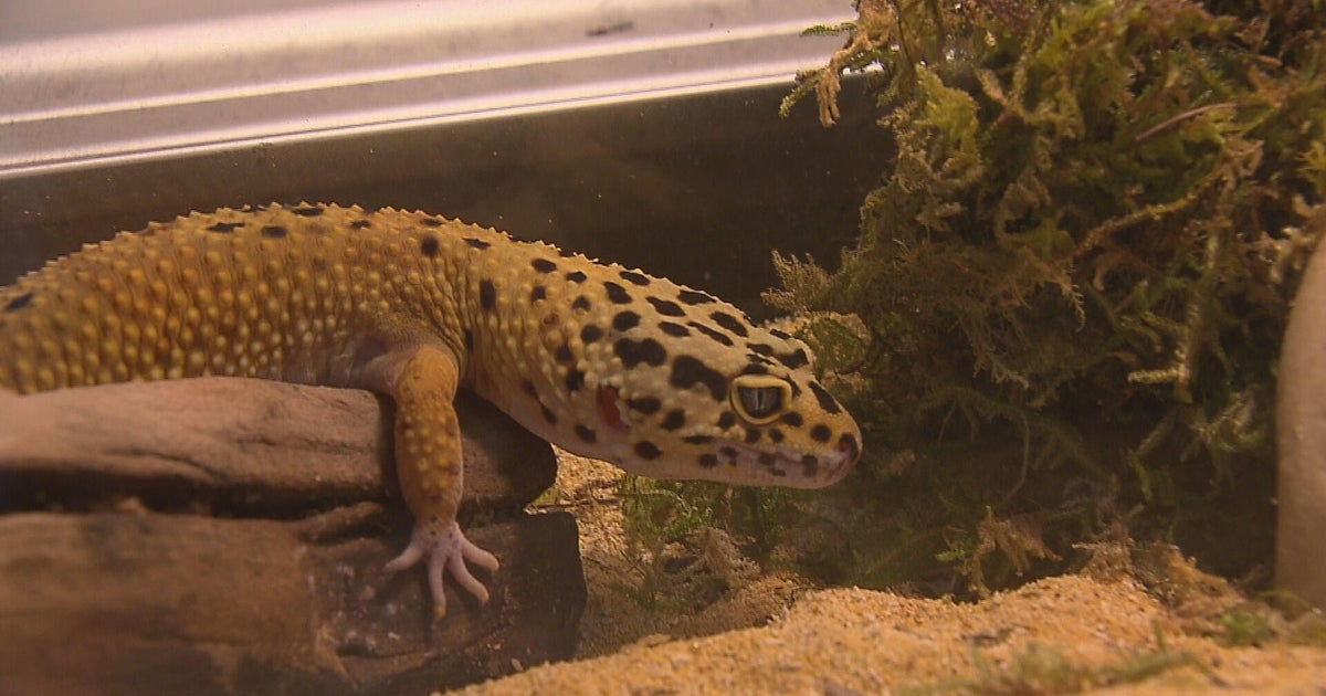 Colorado Stem Academy students learn public policies through classroom ...