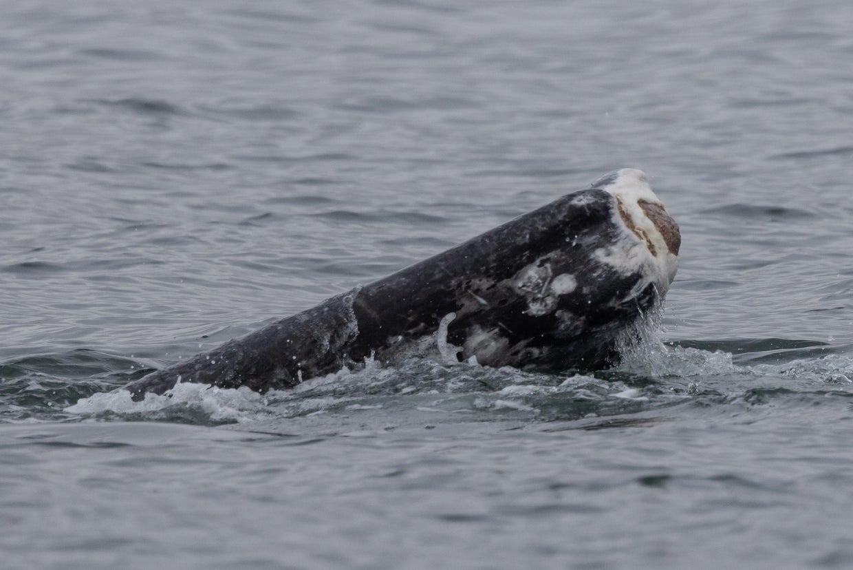 "Miracle whale" swimming without a tail spotted near Newport Beach ...
