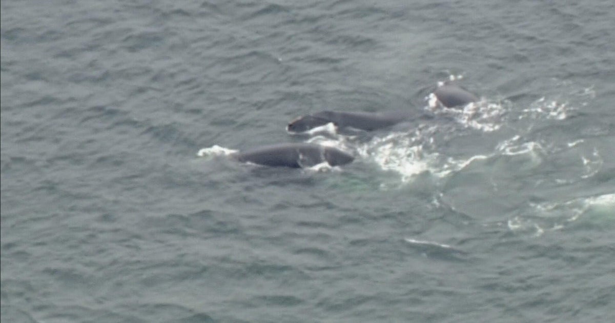 Dozens of endangered right whales spotted in Cape Cod Bay - CBS Boston