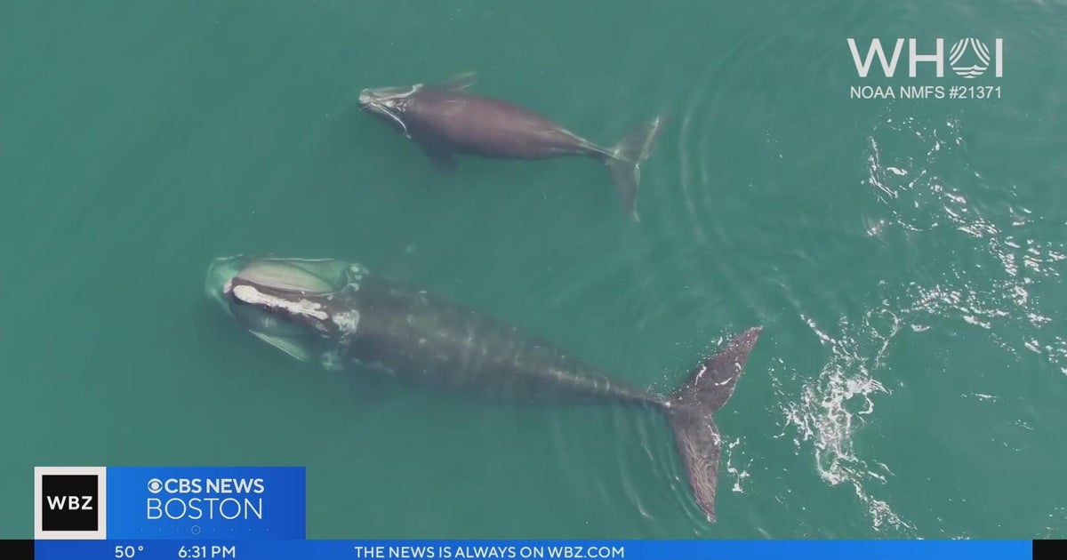 Two Right Whales spotted in Cape Cod canal - CBS Boston