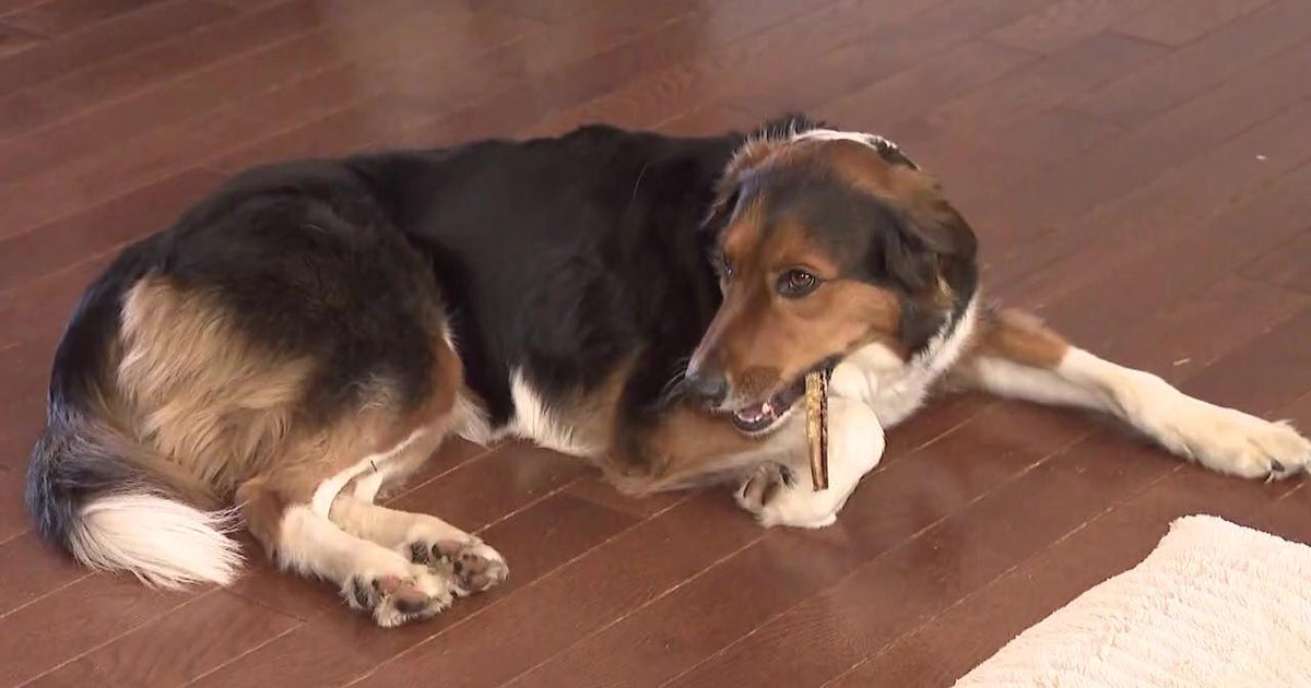 Ken and Nicky Walsh credit their dog Indiana with saving Ken's life ...