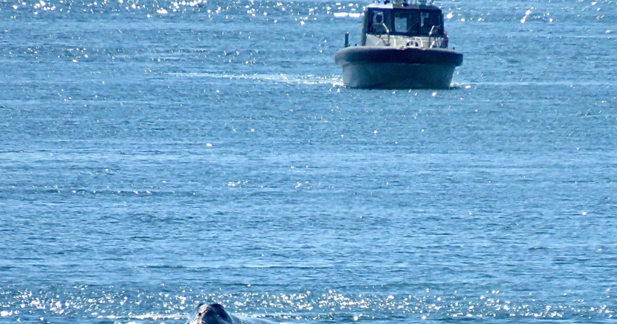 Cape Cod canal reopened after mother and calf Right Whale pass through - CBS Boston