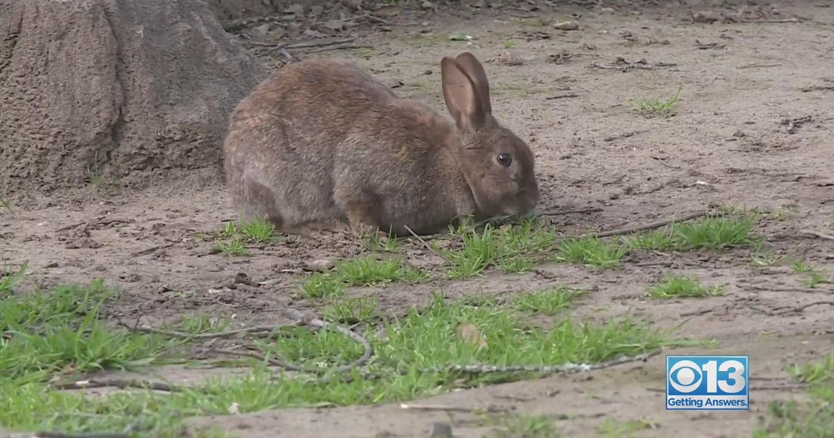 "They're multiplying": Citrus Heights park overrun by abandoned pet ...