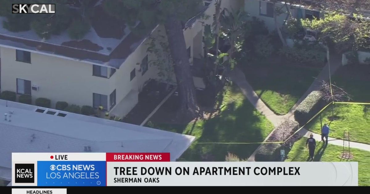 Tree falls onto Sherman Oaks apartment complex - CBS Los Angeles