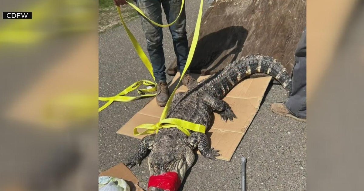 An investigation is underway to find out how a 7-foot alligator was ...