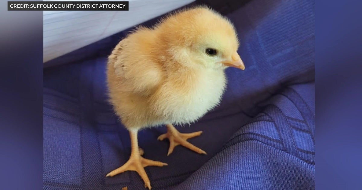 Long Island officials cracking down on illegal baby chick sales ahead ...