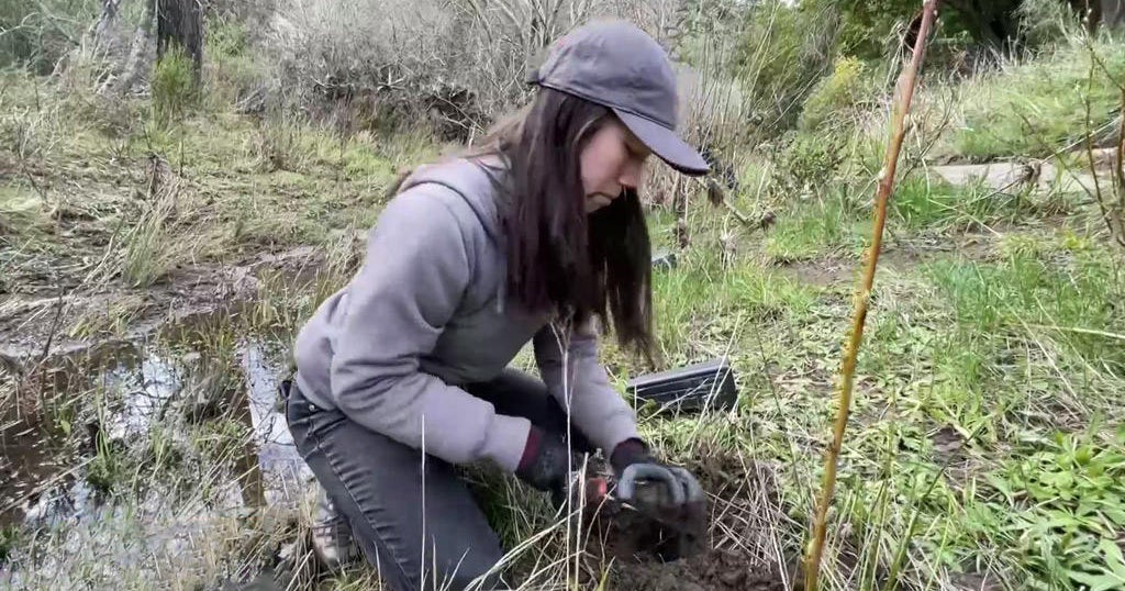 Wildlife scientists work to restore endangered salmon habitat in North ...
