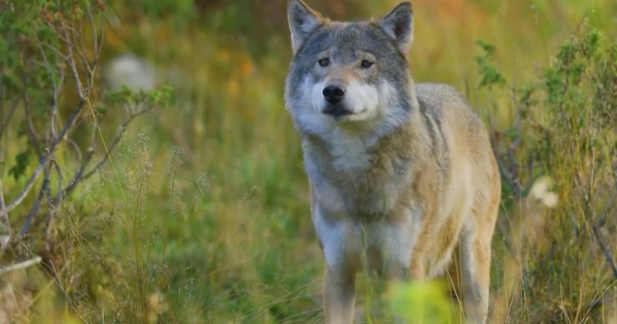 State lawmakers discuss modifications to reintroduction of wolves ...