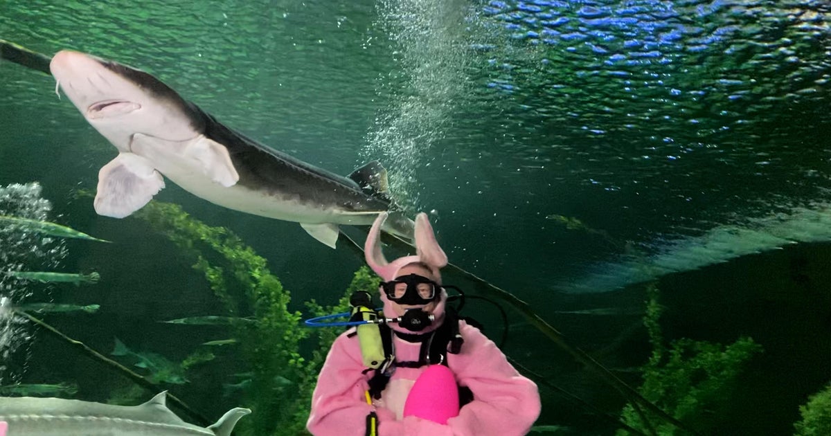 Scuba Bunny "helpers" hide eggs at MOA's Sea Life exhibit - CBS Minnesota