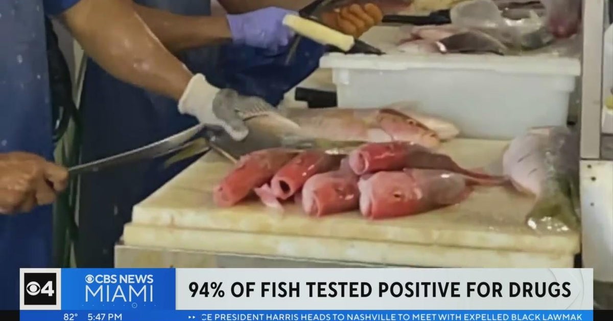 Experts say there are "pharmaceuticals" swimming in our oceans - CBS Miami