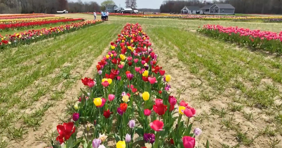 Owners of Dalton Farms worry about short season for Tulip Festival ...