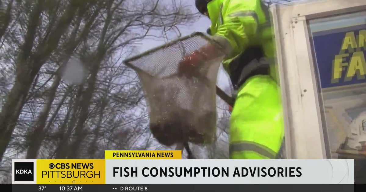 Pa. DEP issuing several fish consumption advisories - CBS Pittsburgh
