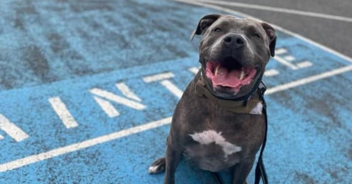Braintree police seek forever home for new furry friend - CBS Boston