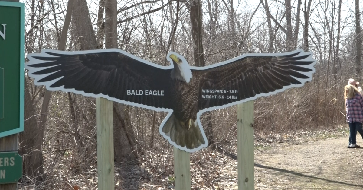 Interactive tours in Shelby Township draw crowds, photographers to see bald eagles - CBS Detroit