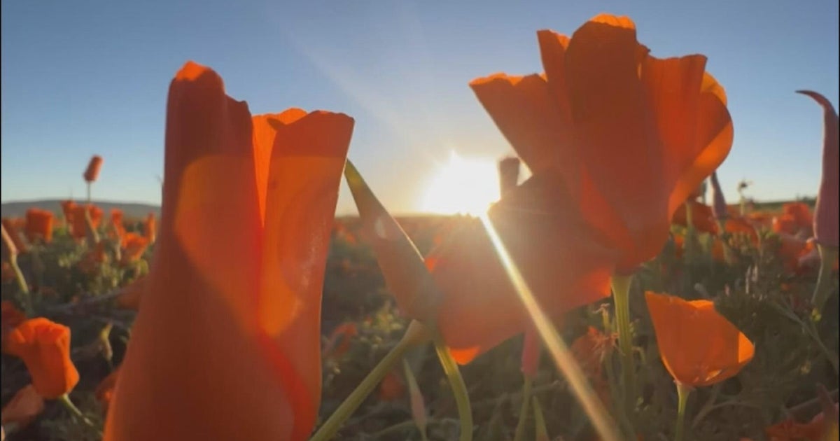 Residents rush to Lancaster to see the poppy superbloom - CBS Los Angeles