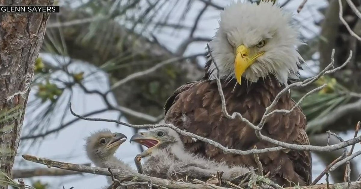 Baby bald eagles' sibling rivalry on full display along American River ...