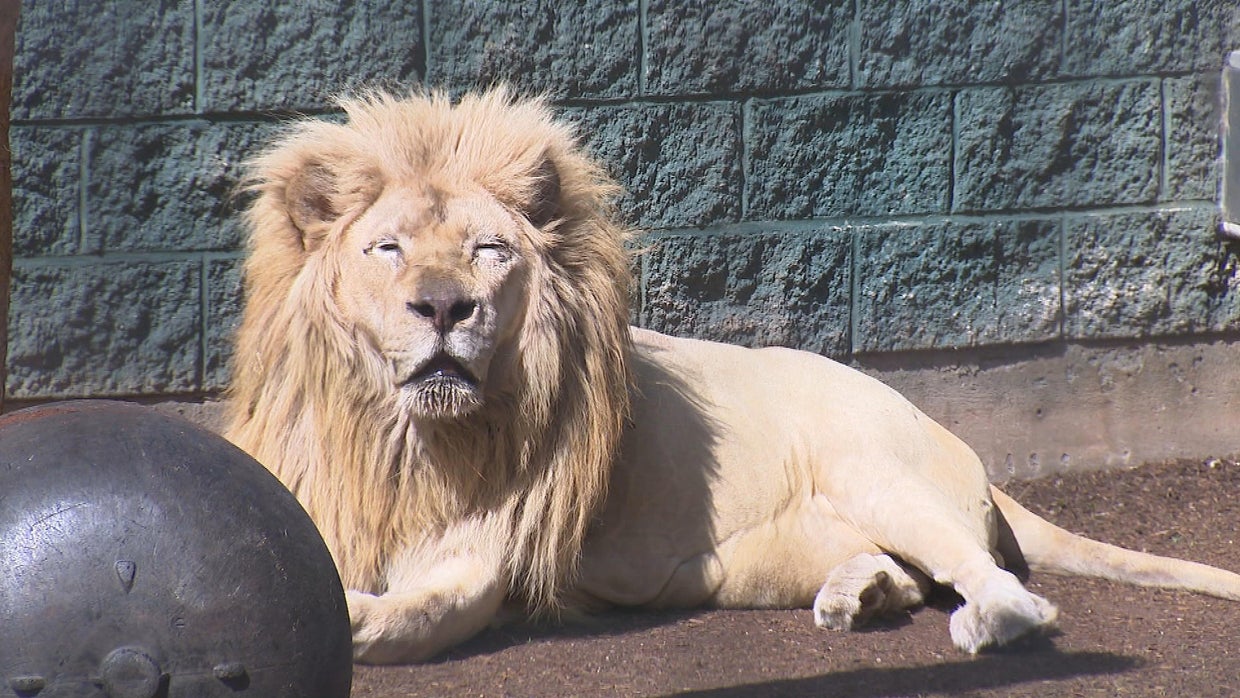 'Hammered' by COVID, effort underway to save Capron Park Zoo in ...