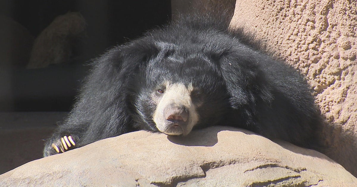 'Hammered' by COVID, effort underway to save Capron Park Zoo in ...