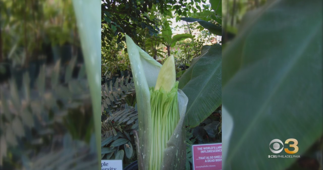 Corpse flower to bloom in a few days at Temple University's Ambler ...