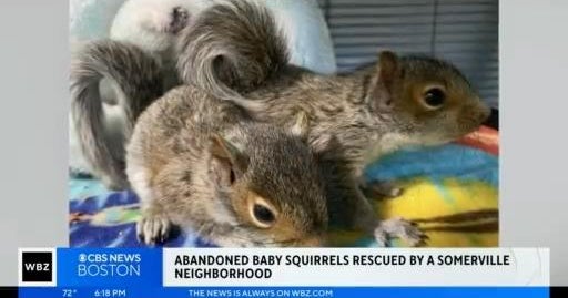 Somerville community comes together to rescue baby squirrels - CBS Boston