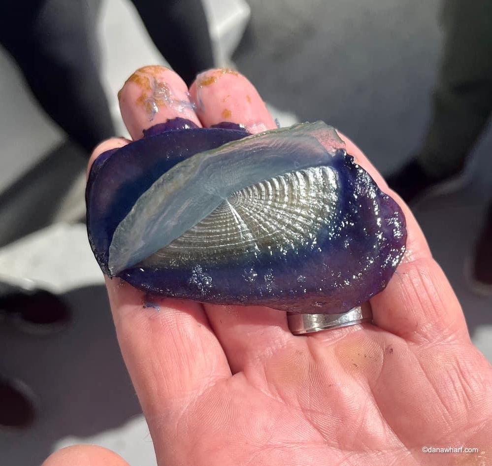 Small blue sea creatures wash up near Dana Point and other Southern ...
