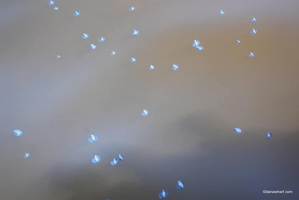 Small blue sea creatures wash up near Dana Point and other Southern ...