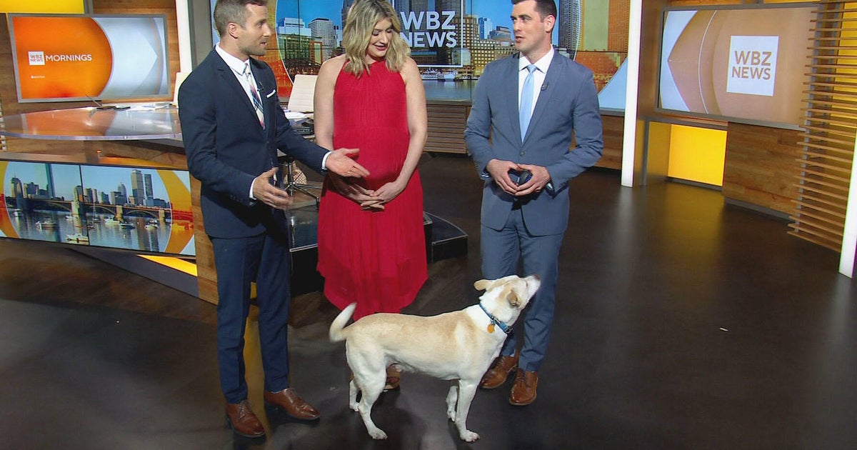 Zack Green's dog Scout visits WBZ TV set during morning newscast - CBS ...