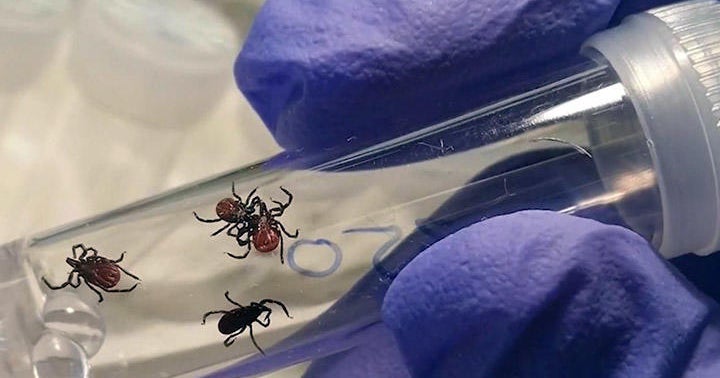 Bay Area veterinarians sound the alarm about an increase in tick bites ...