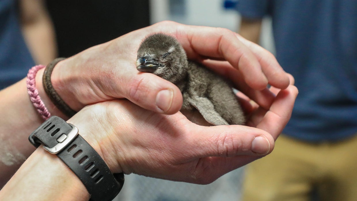 New England Aquarium announces birth of first African penguin chick in ...