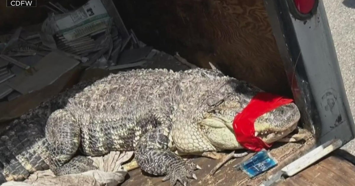 Alligator found in American River near Fair Oaks dies; investigation ...