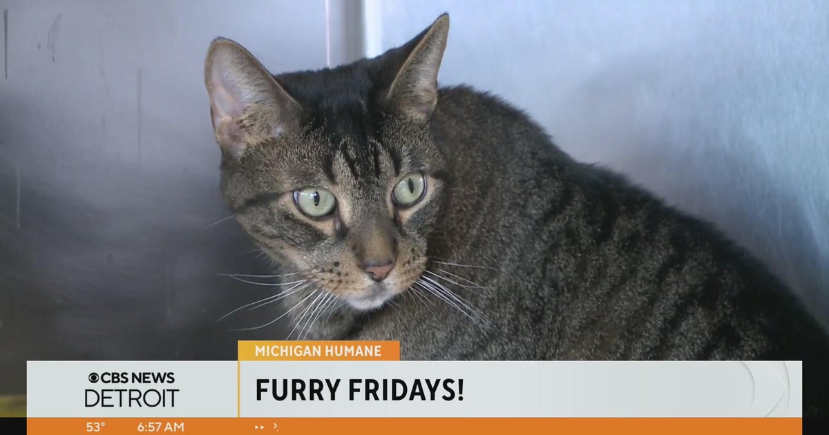 Furry Fridays: Meet Bobbert Nubz and Virginia - CBS Detroit