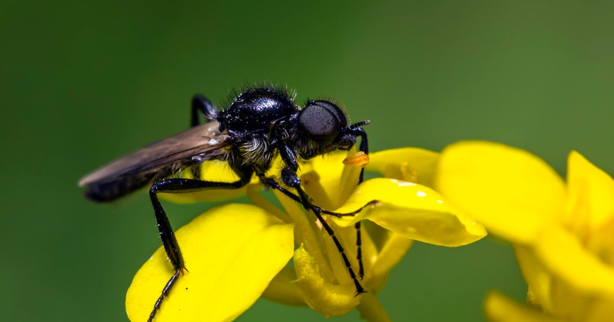Pennsylvania begins black fly suppression program - CBS Pittsburgh