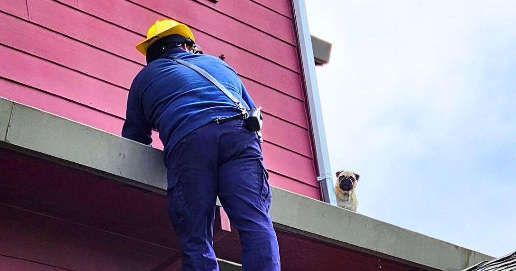 Rohnert Park fire crews rescue pug who got stuck on rooftop - CBS San ...