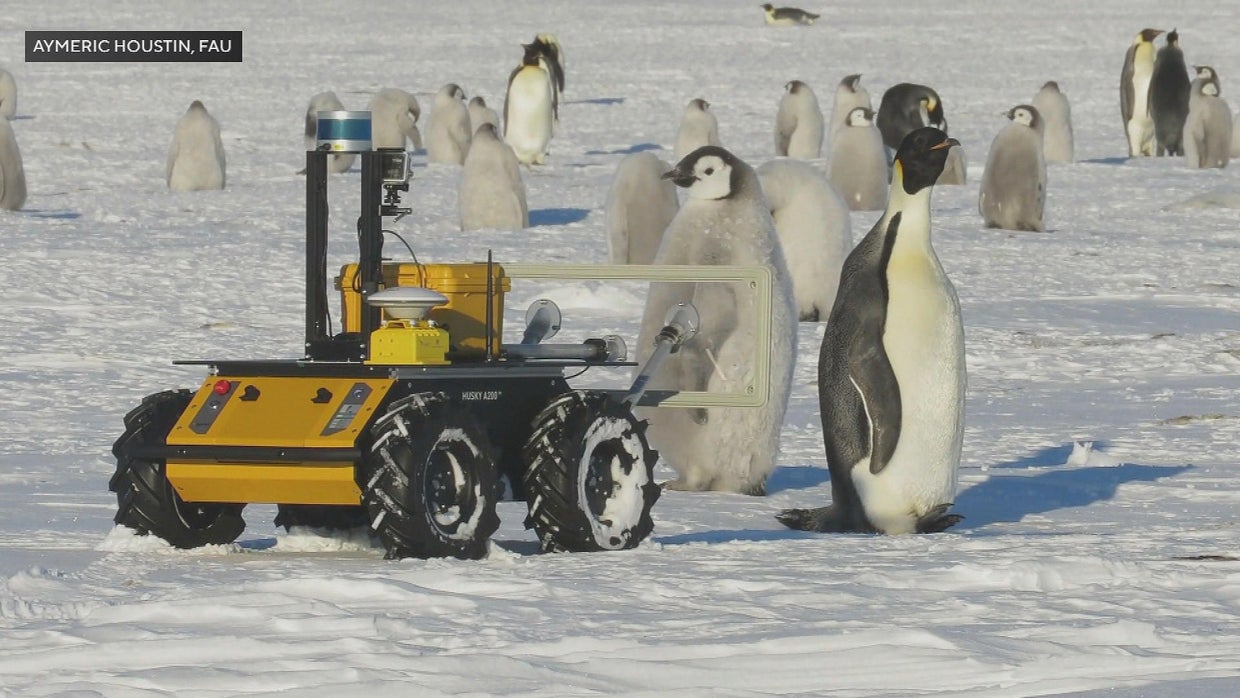 Woods Hole researchers use robot to study endangered emperor penguins ...